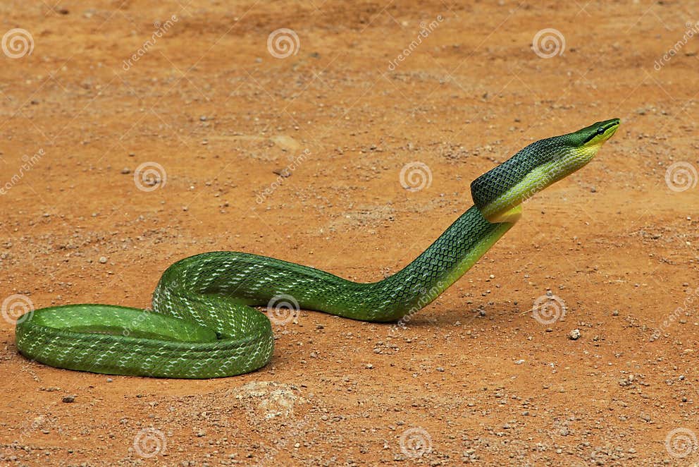 Groene slang stock foto. Image of sluit, onschadelijk - 18001742