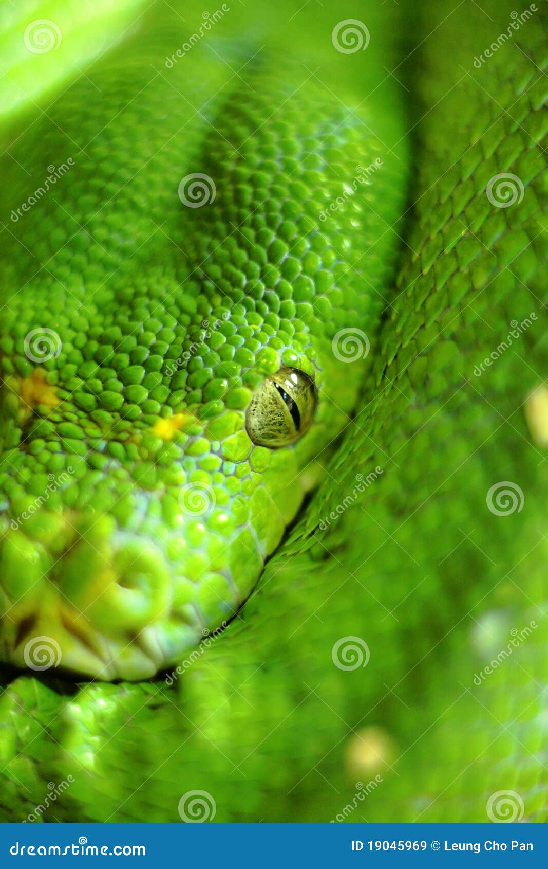 Groene slang stock afbeelding. Image of slang, jager - 19045969