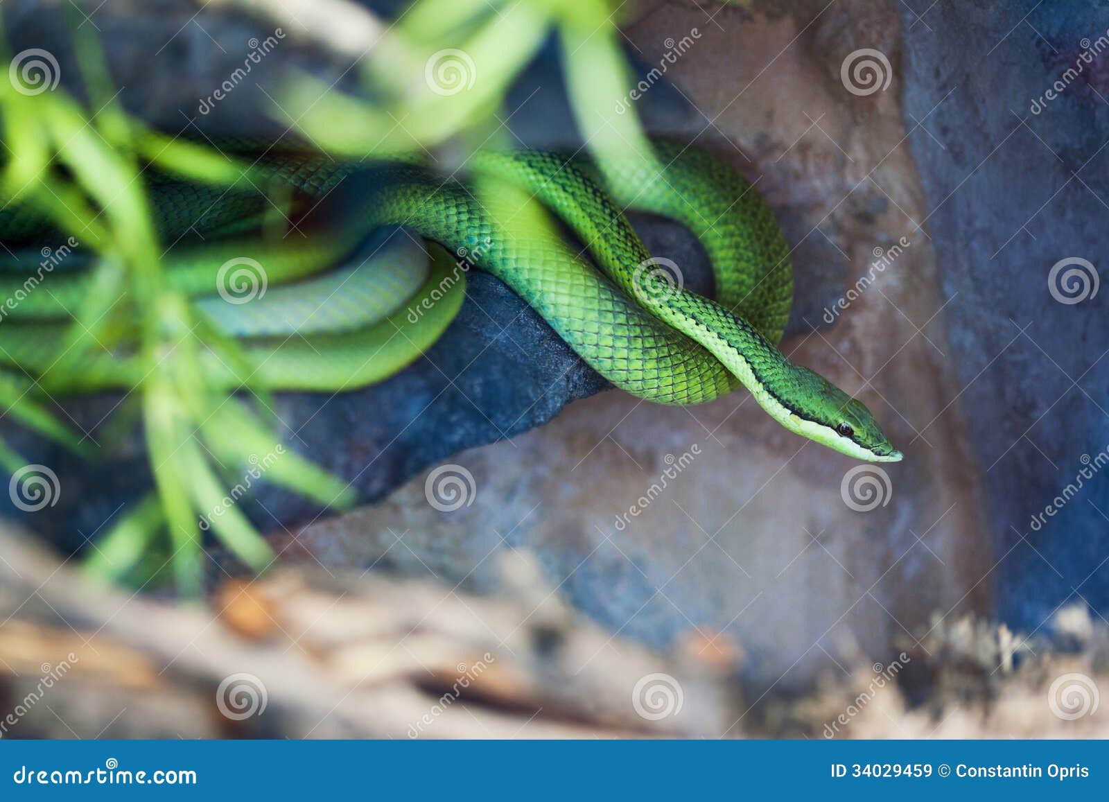 Groene slang stock afbeelding. Image of bloed, bloederig - 34029459