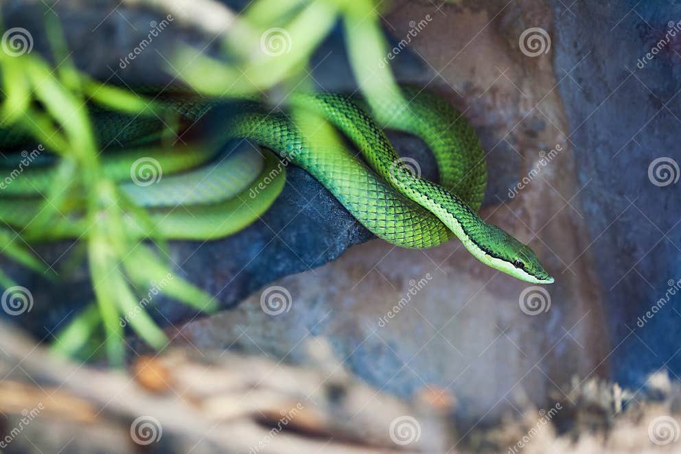 Groene slang stock afbeelding. Image of bloed, bloederig - 34029459