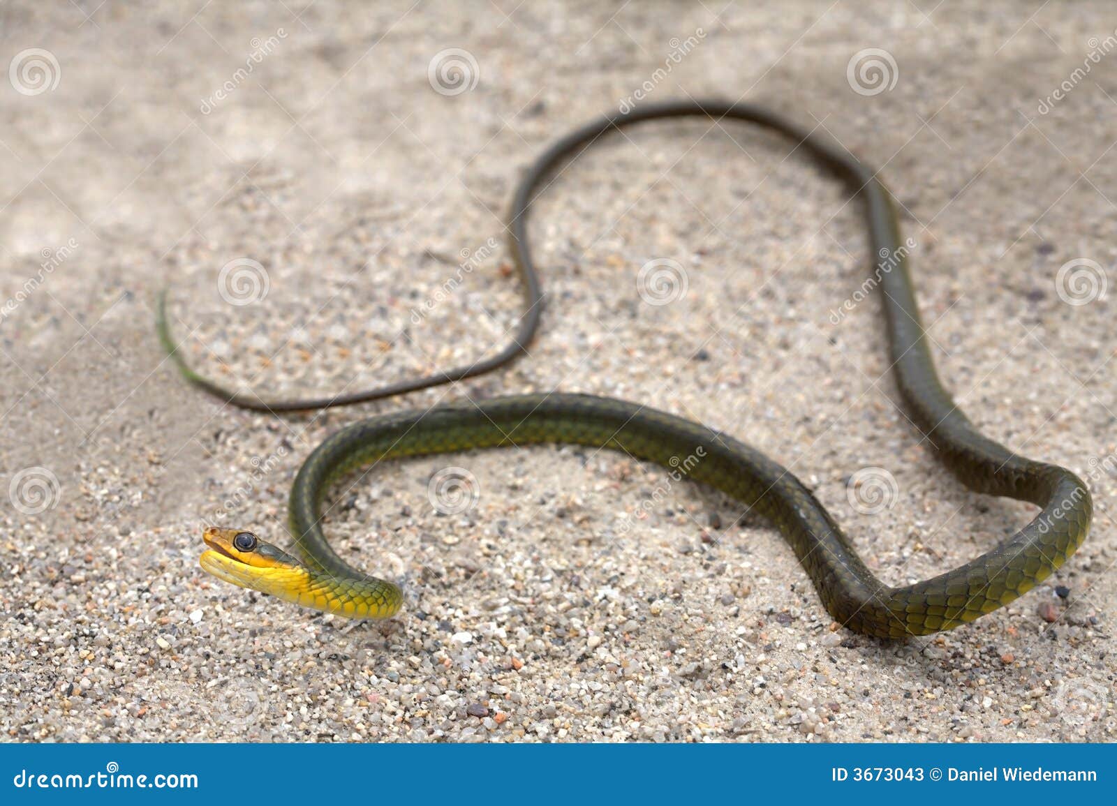 Groene Slang stock afbeelding. Image of legloos, reptiel - 3673043