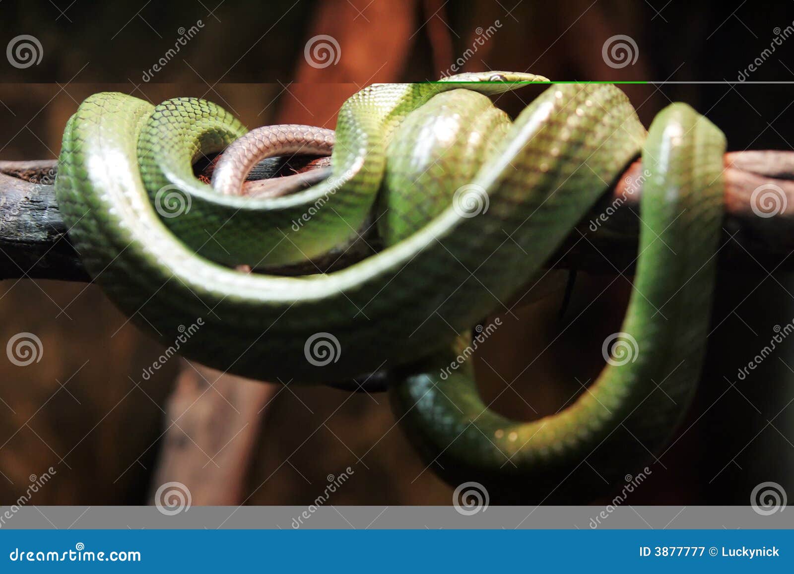 Groene Slang stock afbeelding. Image of dieren, leugen - 3877777