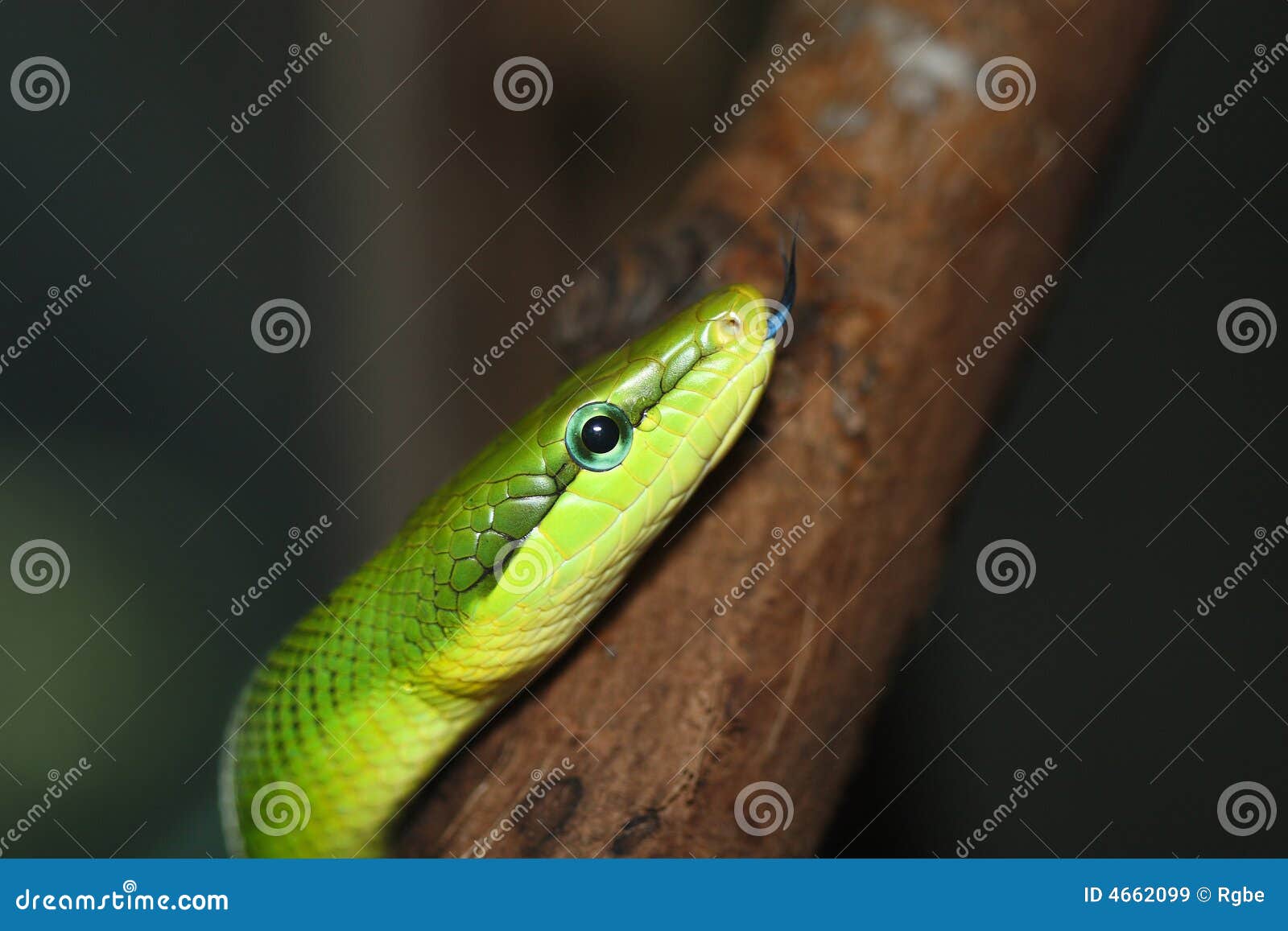 Groene slang stock afbeelding. Image of begaafdheid, levend - 4662099