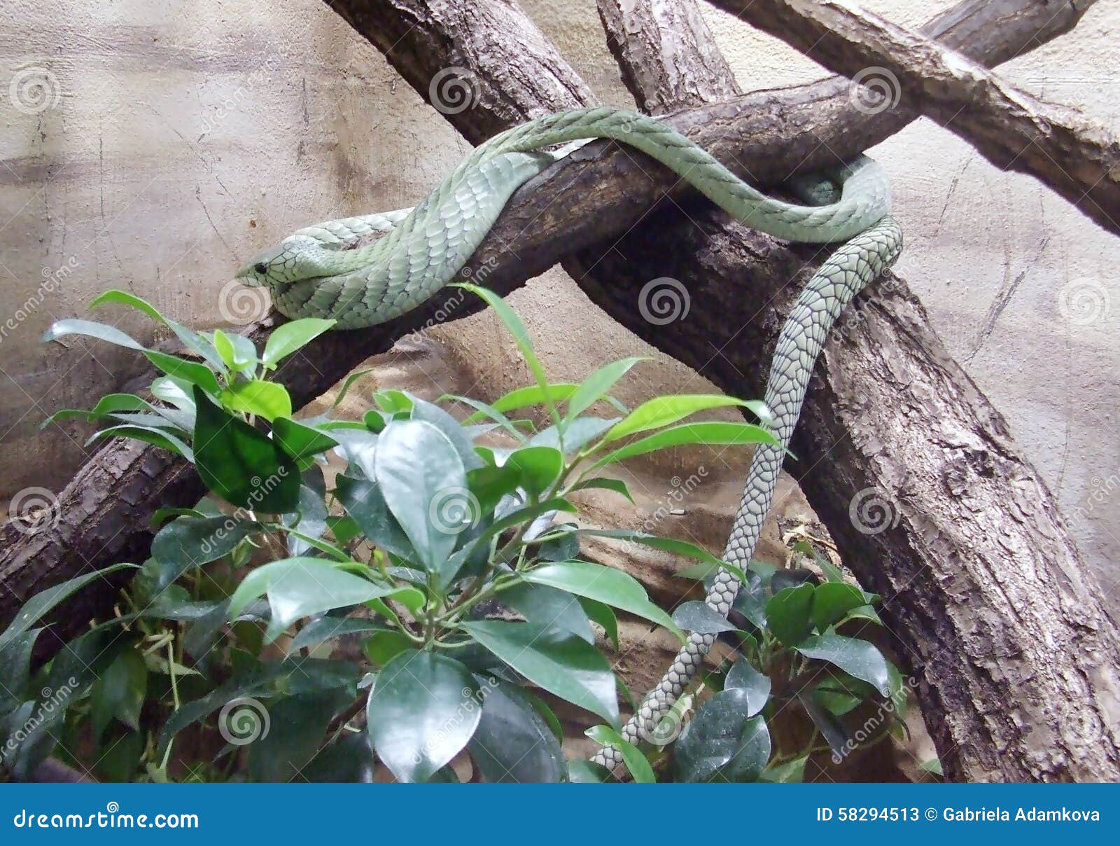 Groene Slang stock afbeelding. Image of heet, gerold - 58294513