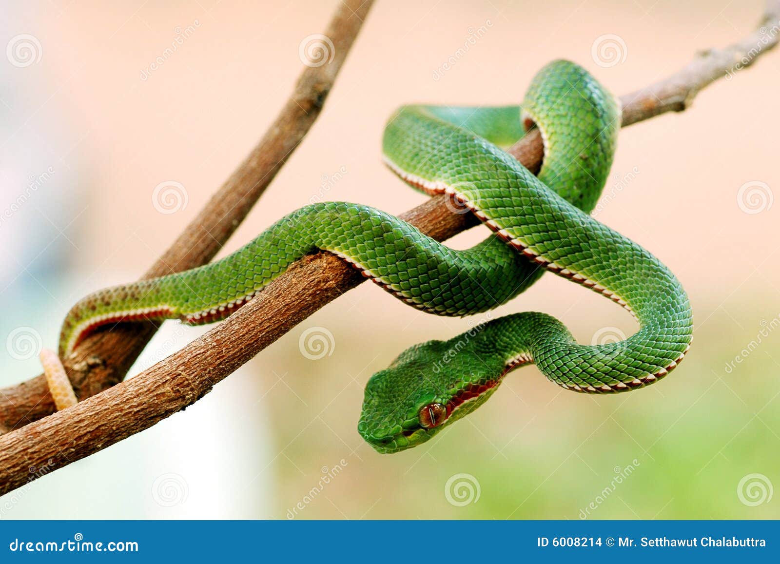 GROENE SLANG stock foto. Image of doods, dieren, begaafdheid - 6008214