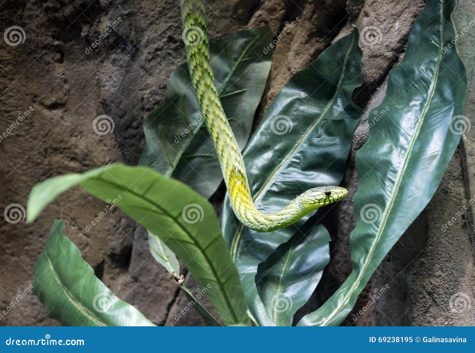 Groene slang stock afbeelding. Image of slank, reptielen - 69238195