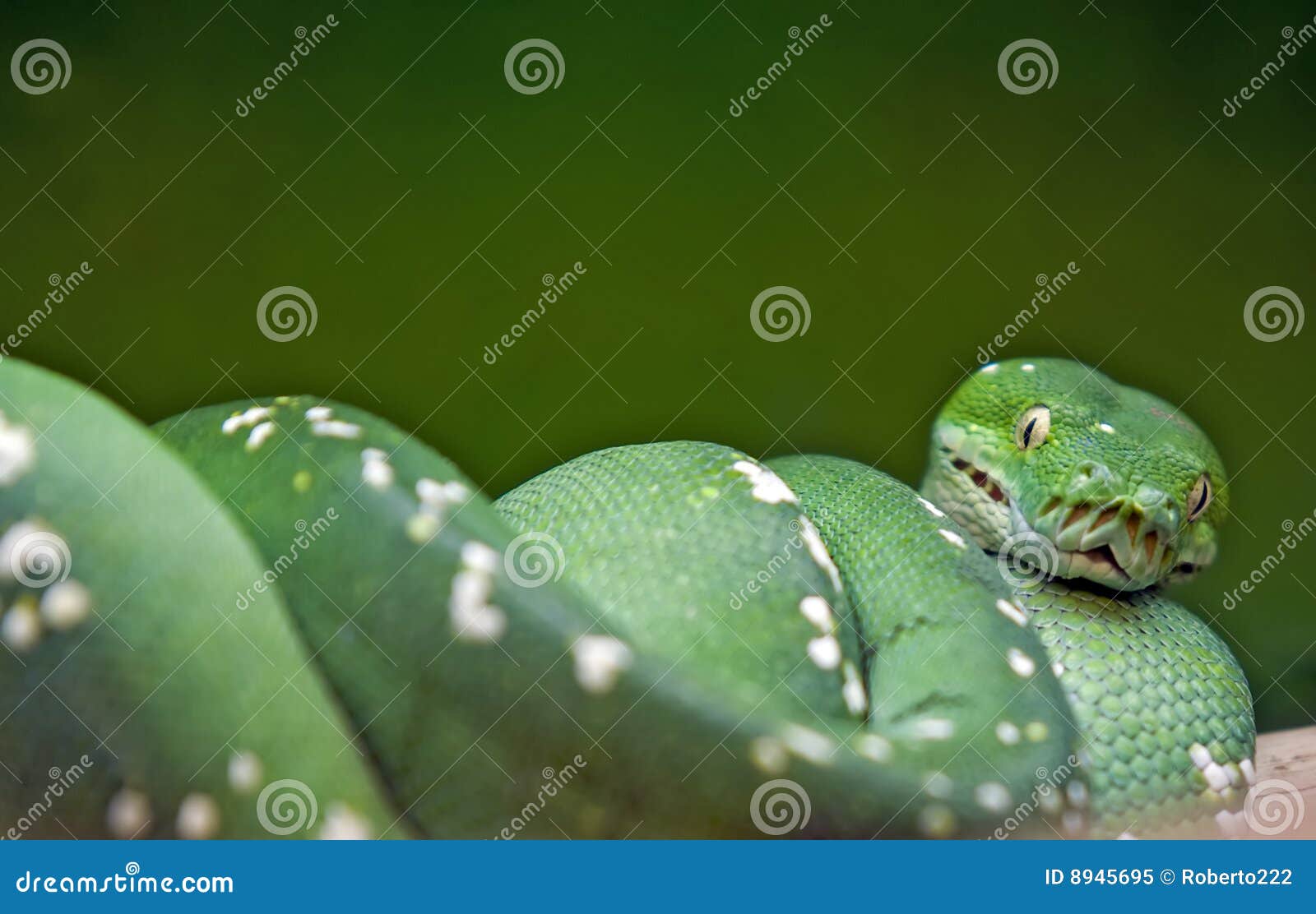 Groene slang stock afbeelding. Image of gegevens, groen - 8945695