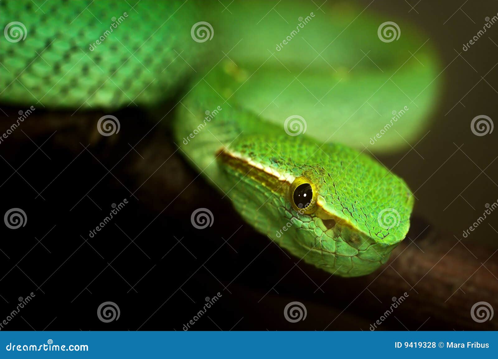 Groene slang stock foto. Image of tropisch, groen, dierentuin - 9419328