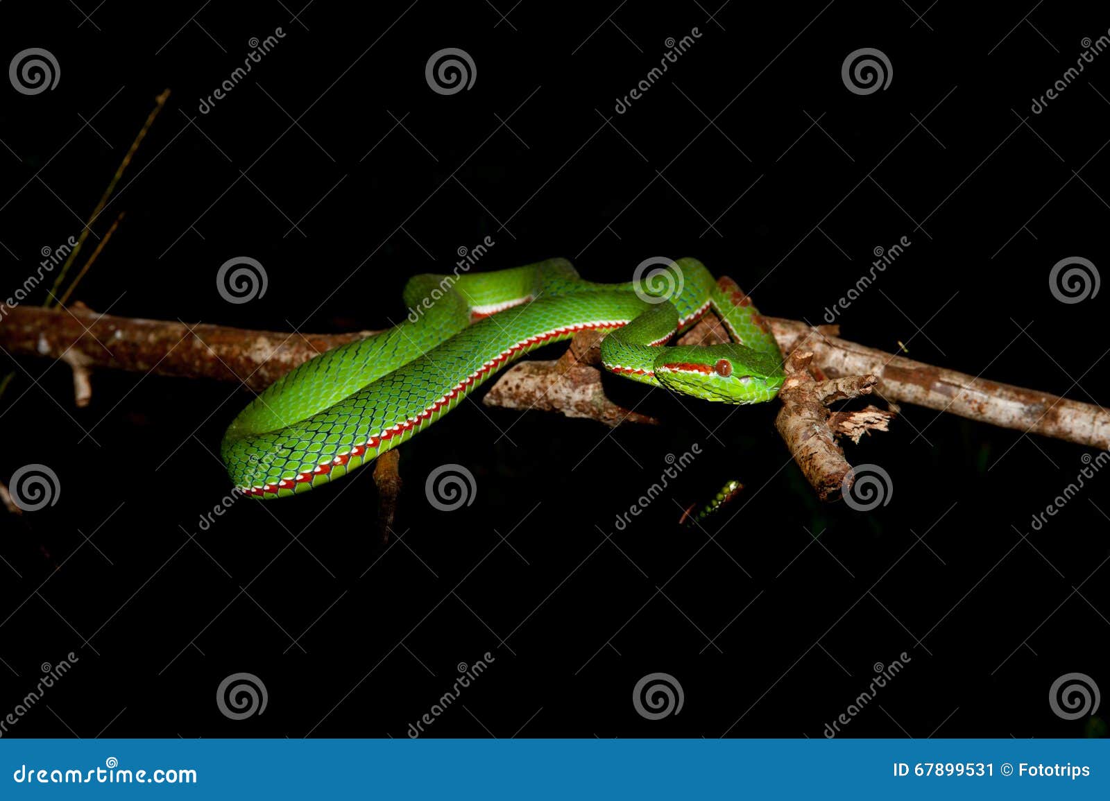 Groene Slang (Chrysopelea-ornata) Stock Afbeelding - Image of groen ...