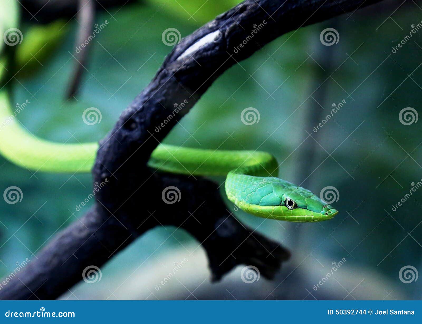 Groene slang in close-up stock foto. Image of brazilië - 50392744