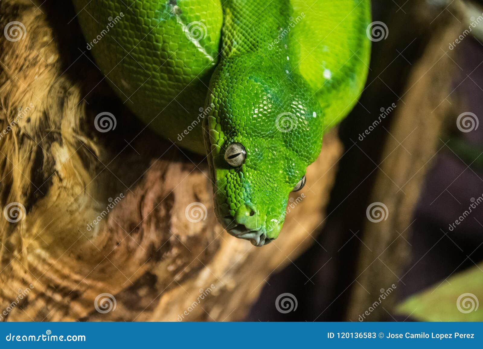 Groene Slang in De Dierentuin Stock Afbeelding - Image of blauw ...