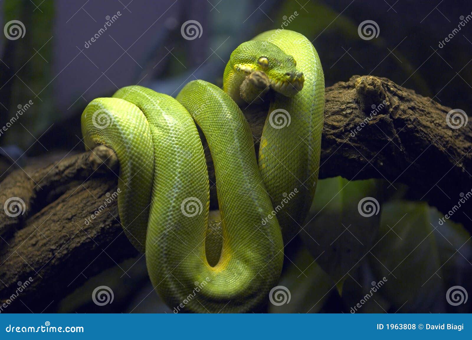 Groene Slang In Boomtak Picture. Image: 1963808