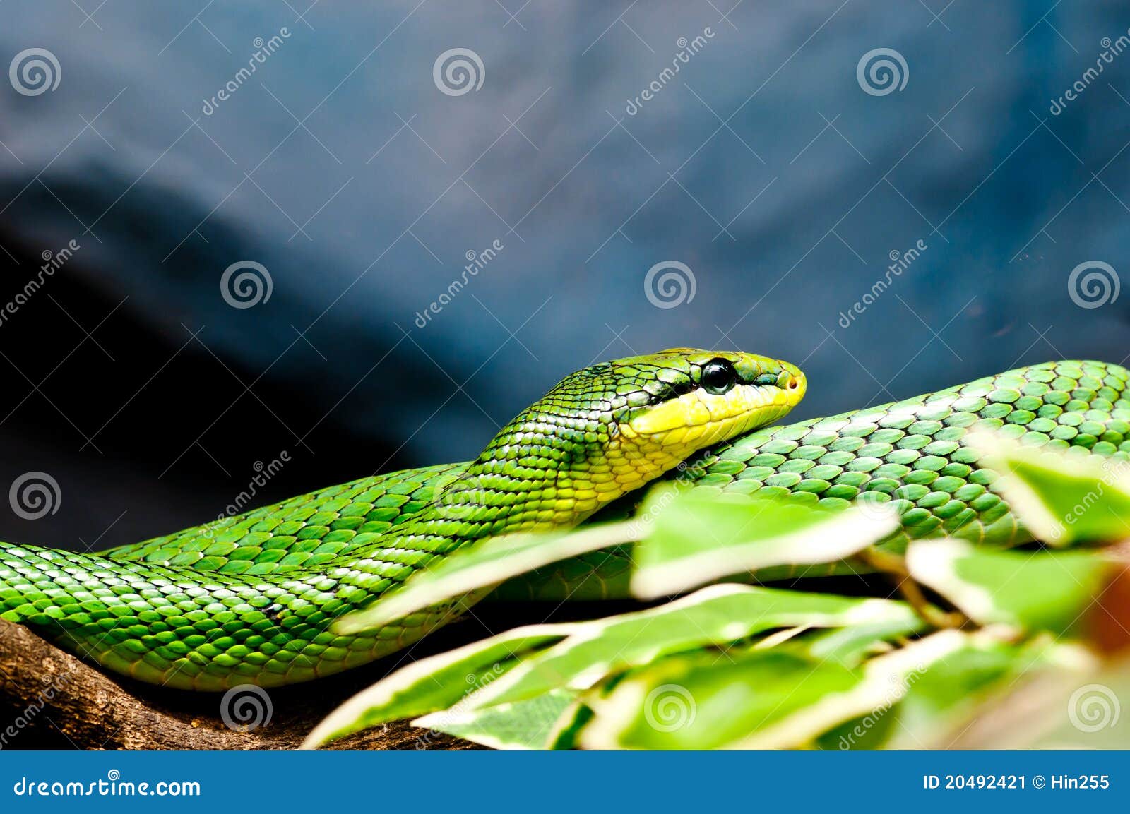 Groene Slang in De Wildernis Stock Afbeelding - Image of naughty, kaap ...