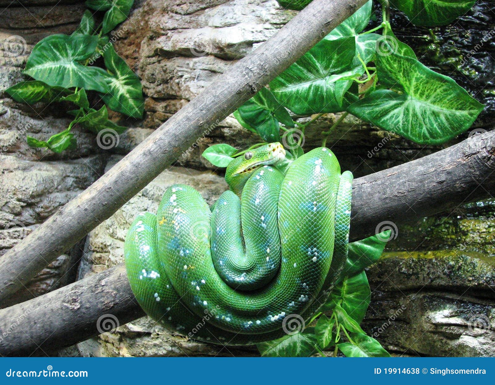 Groene Slang, Dierentuin, Millwaukee, WI, De V.S. Stock Foto - Image of ...