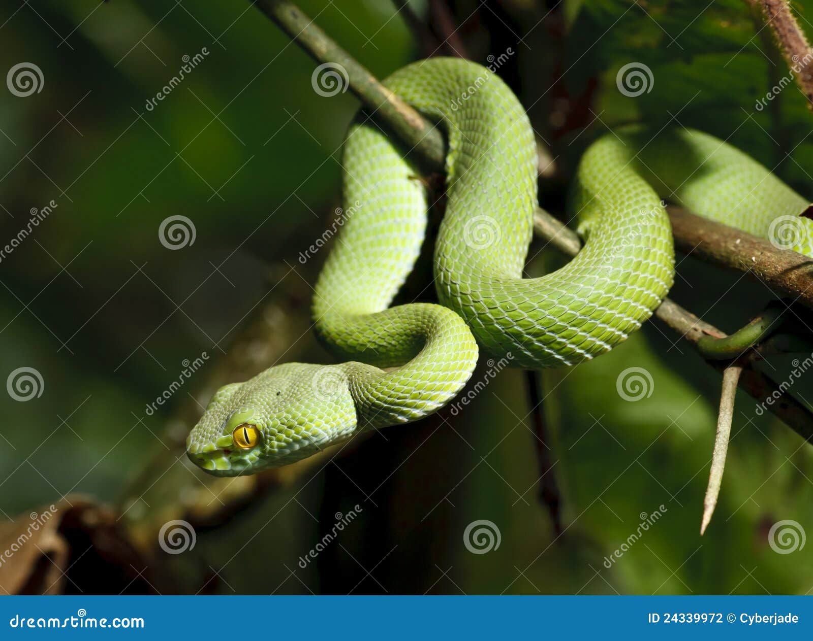 Groene slang in regenwoud stock foto. Image of wildernis - 24339972