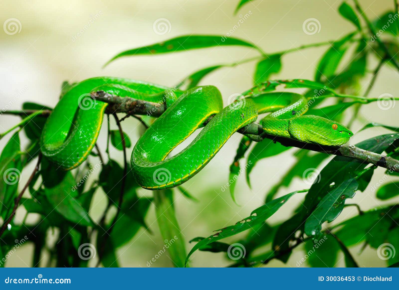 Groene slang in regenwoud stock afbeelding. Image of groen - 30036453