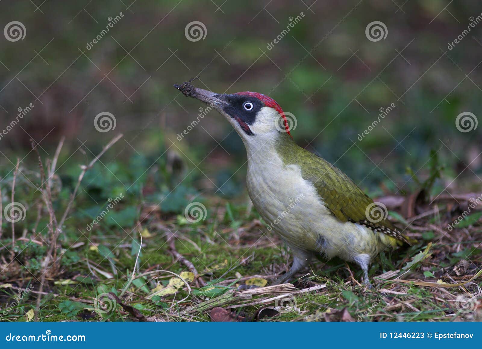 Groene specht stock afbeelding. Image of nave, hongerig - 12446223