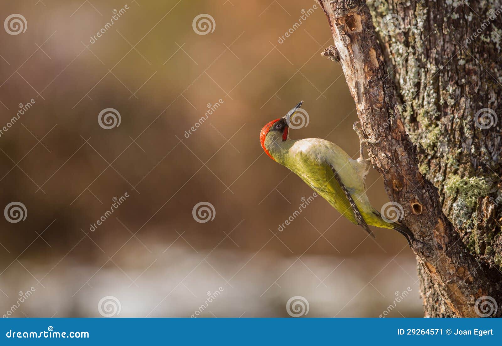 Groene Specht stock afbeelding. Image of leven, europees - 29264571