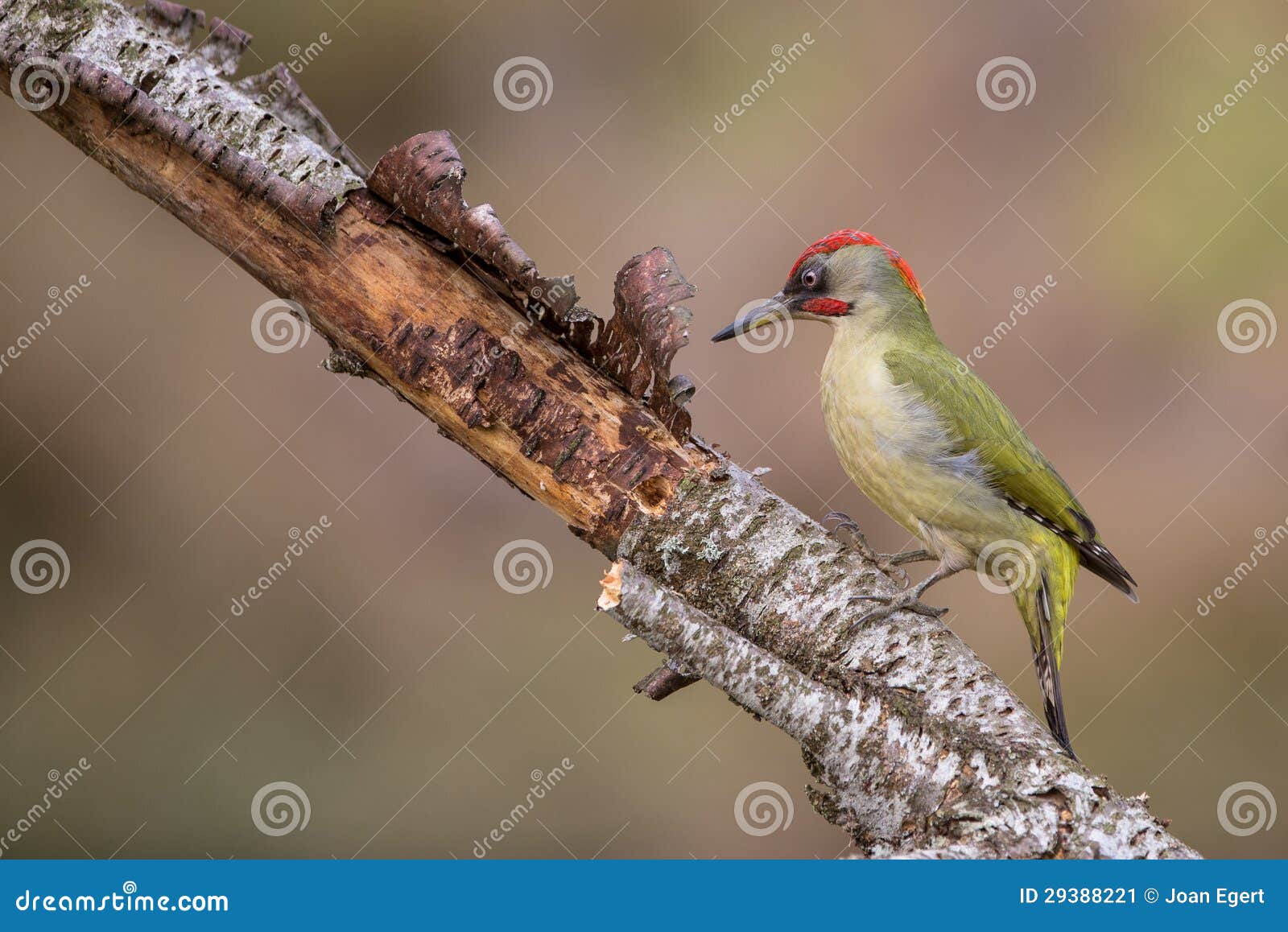 Groene Specht stock afbeelding. Image of aangepast, fauna - 29388221