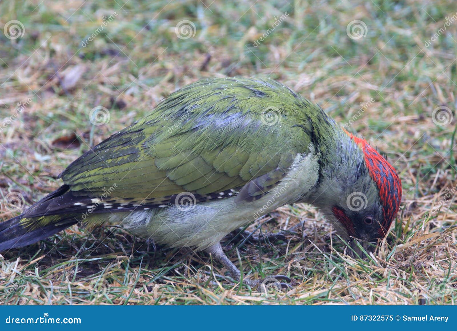 Groene Specht stock afbeelding. Image of wild, europees - 87322575