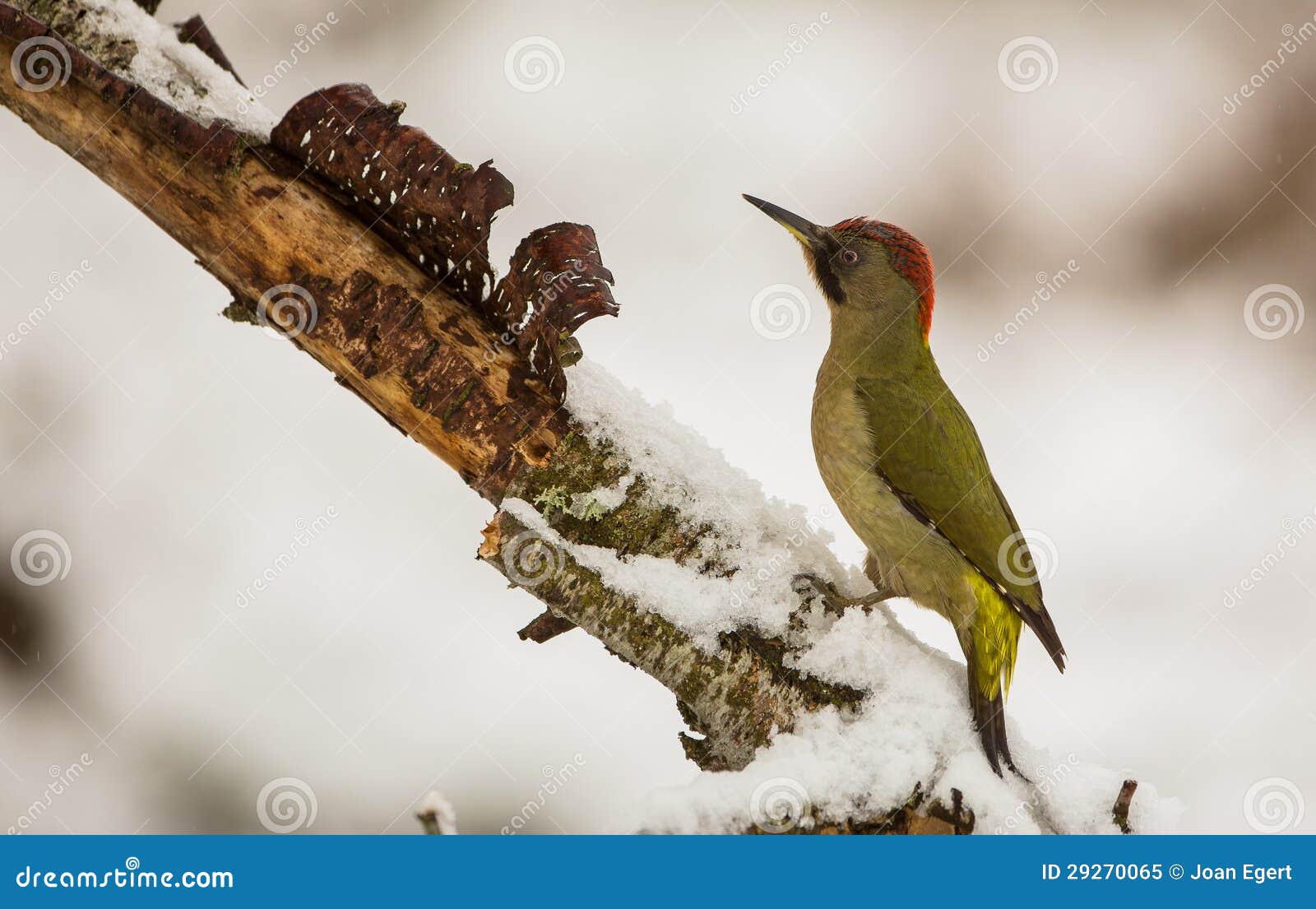Groene Specht met sneeuw stock afbeelding. Image of schepsel - 29270065