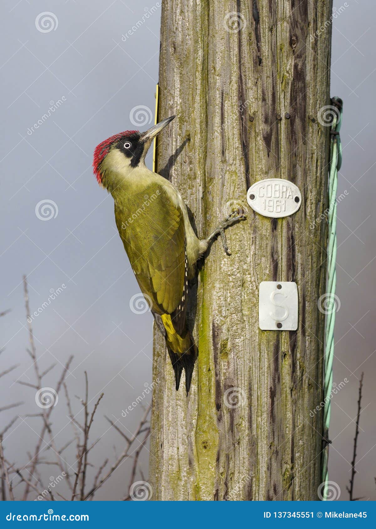 Groene Specht, Picus-viridis Stock Afbeelding - Image of houtpecker ...