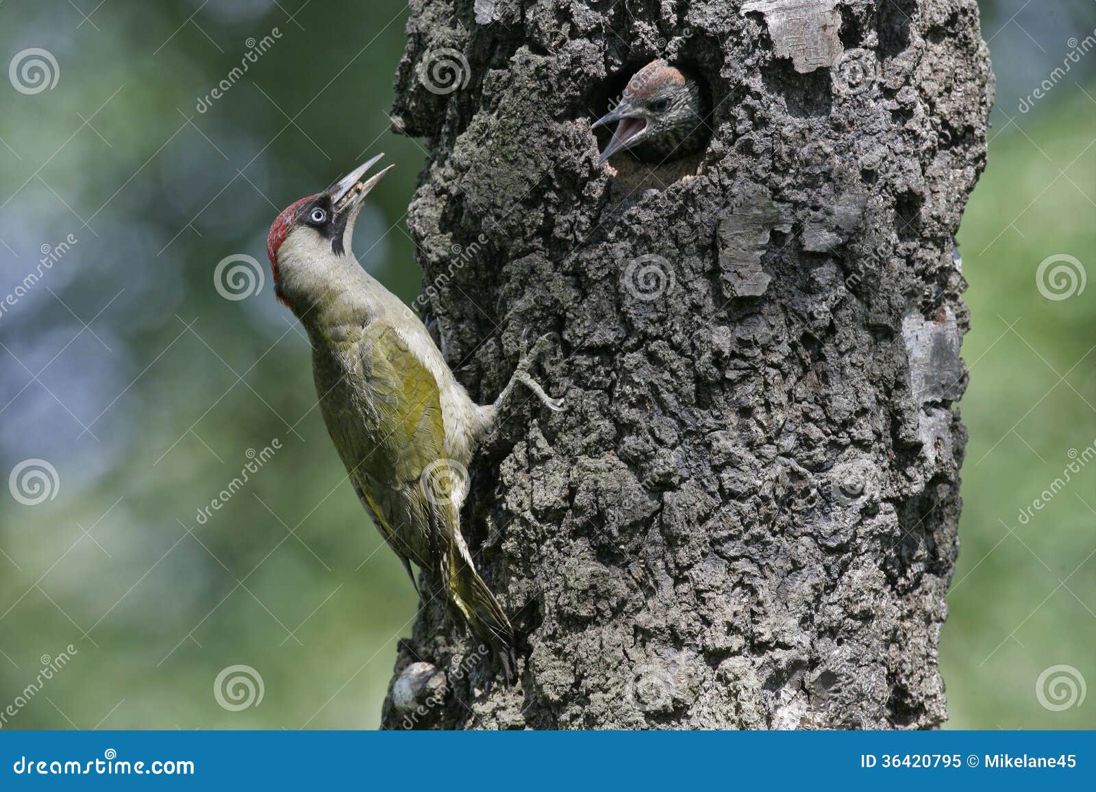 Groene Specht, Picus-viridis Stock Afbeelding - Image of houtpecker ...