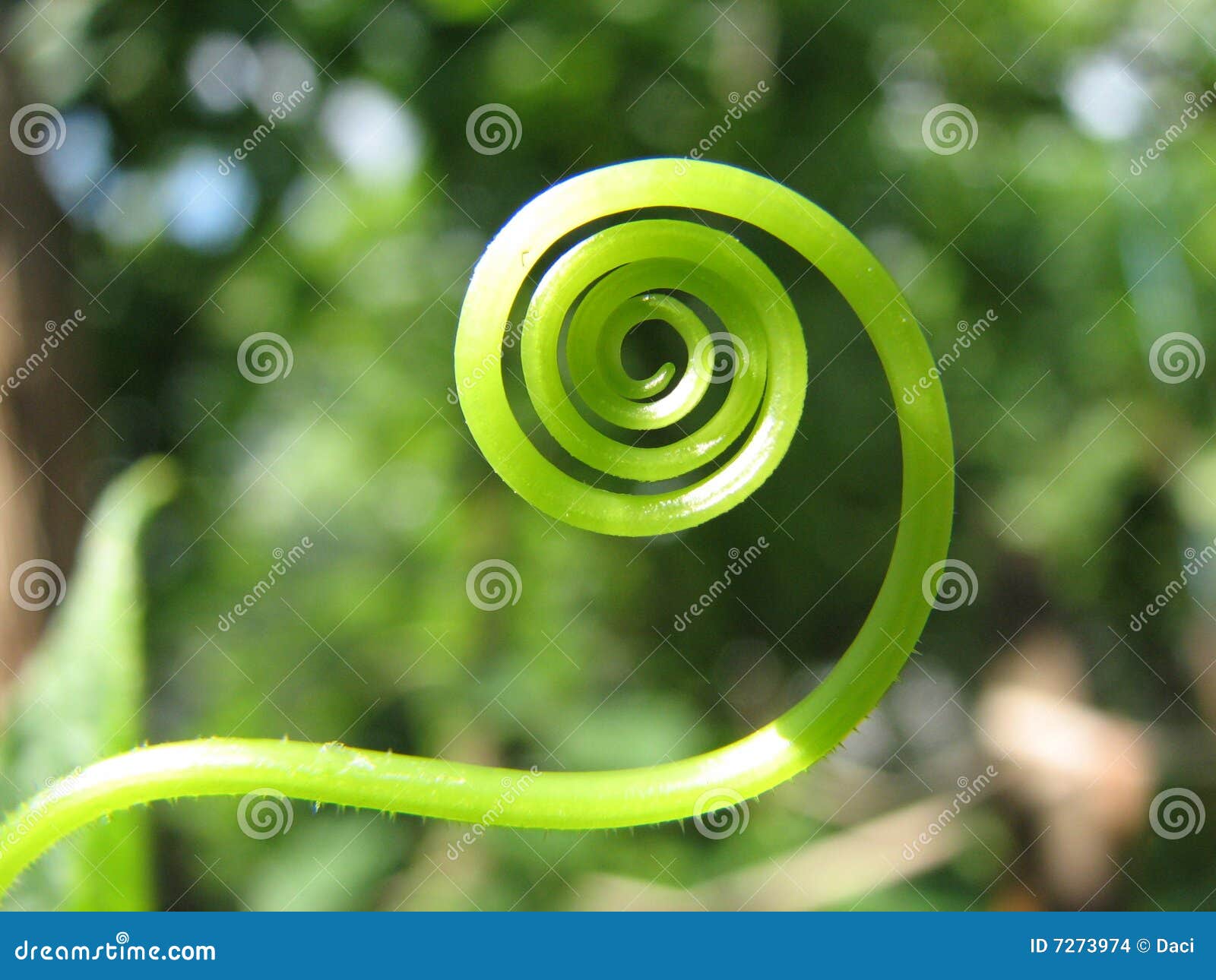 Groene Spiraal stock foto. Image of gewas, wijn, kromme - 7273974