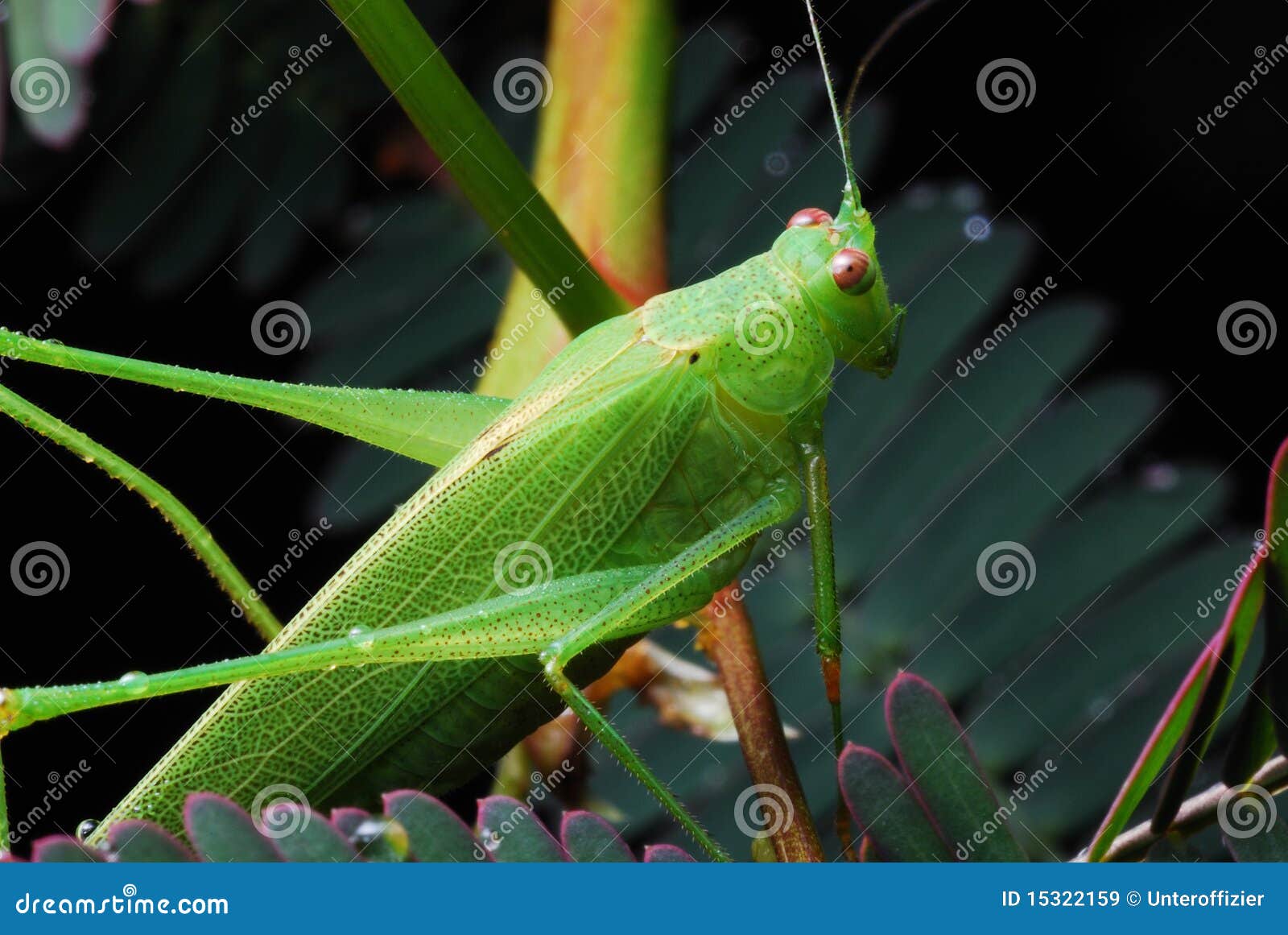 Groene Sprinkhaan stock afbeelding. Image of ogen, boete - 15322159
