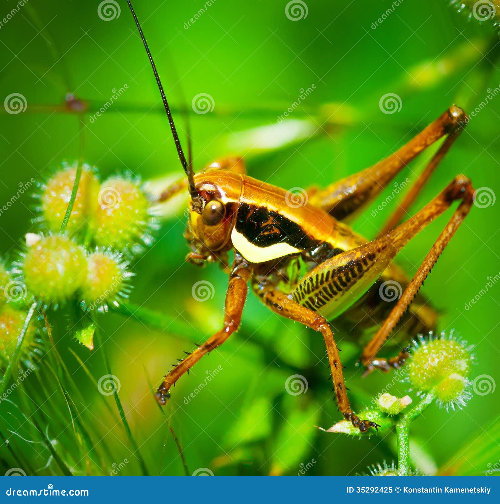 Groene sprinkhaan stock afbeelding. Image of insect, sprinkhaan - 35292425