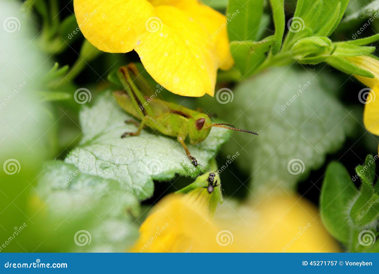 Groene Sprinkhaan en Mier stock afbeelding. Image of piepklein - 45271757