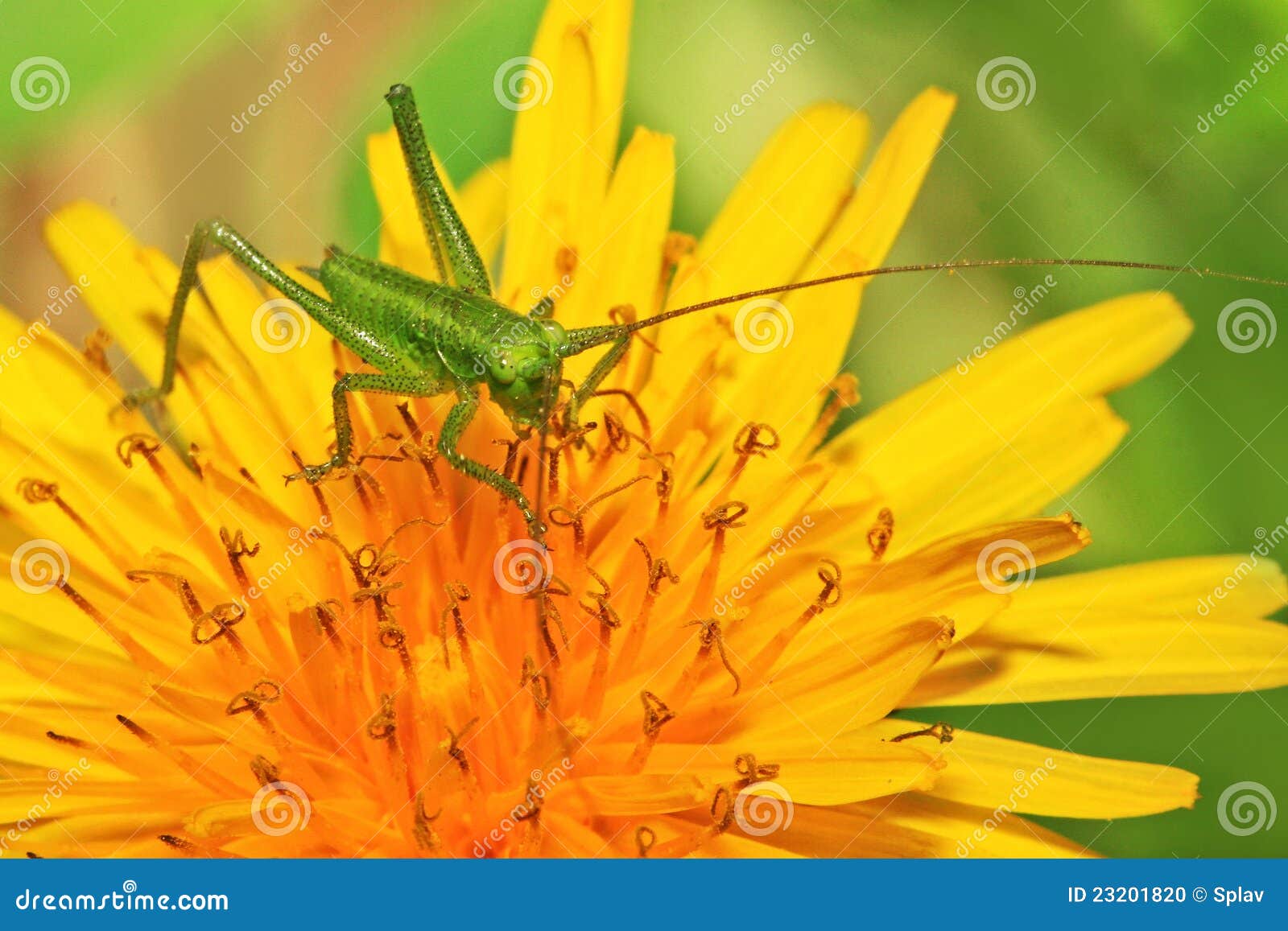 Groene sprinkhaan op bloem stock foto. Image of kakkerlak - 23201820