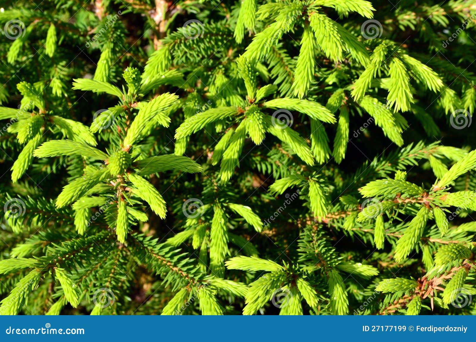 Groene Stekelige Takken Van Een Spar Stock Afbeelding - Image of ...