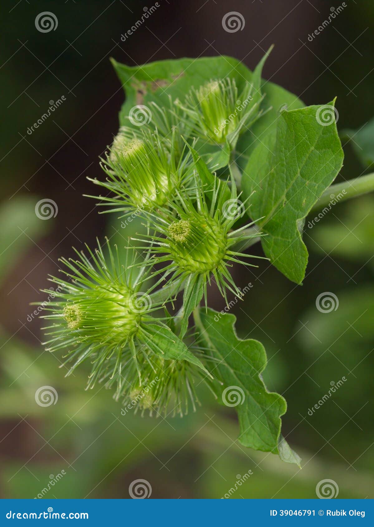 Groene Stekelige Vruchten Van Een Klis Stock Afbeelding - Image of zaad ...