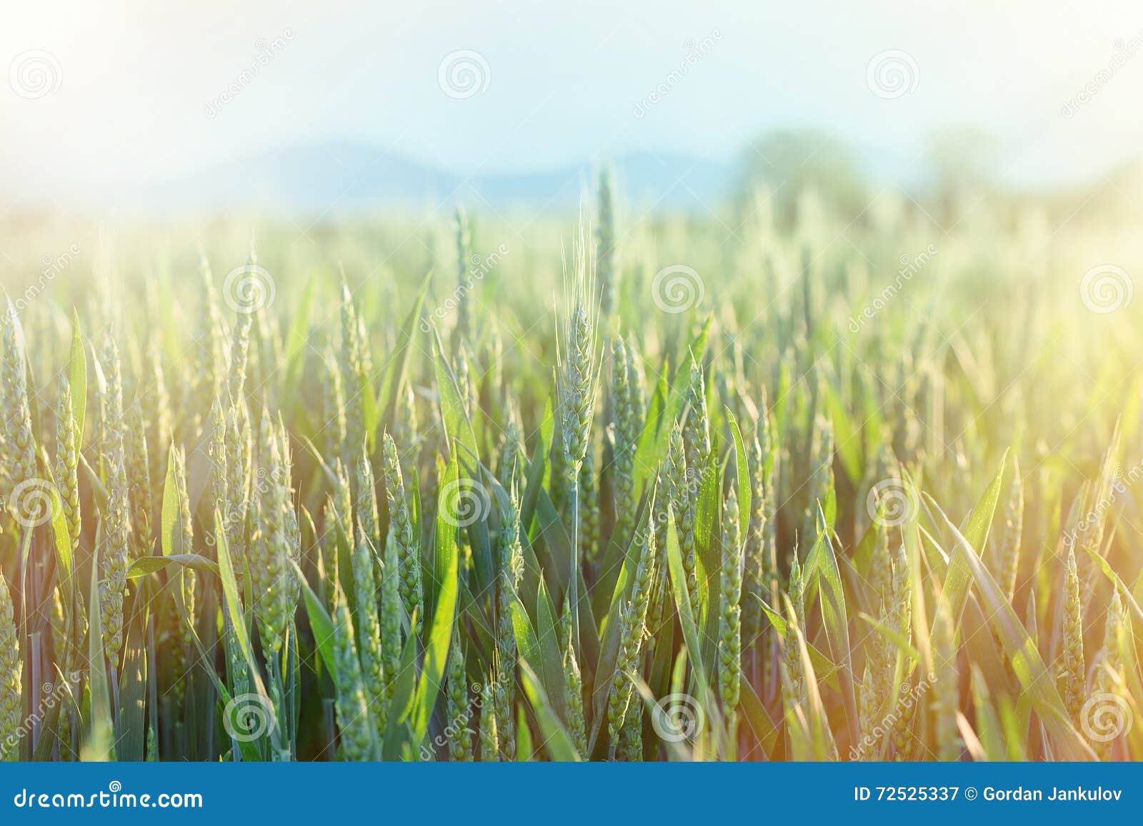 Groene Tarwe - Onrijpe Tarwe (tarwegebied) Stock Afbeelding - Image of ...