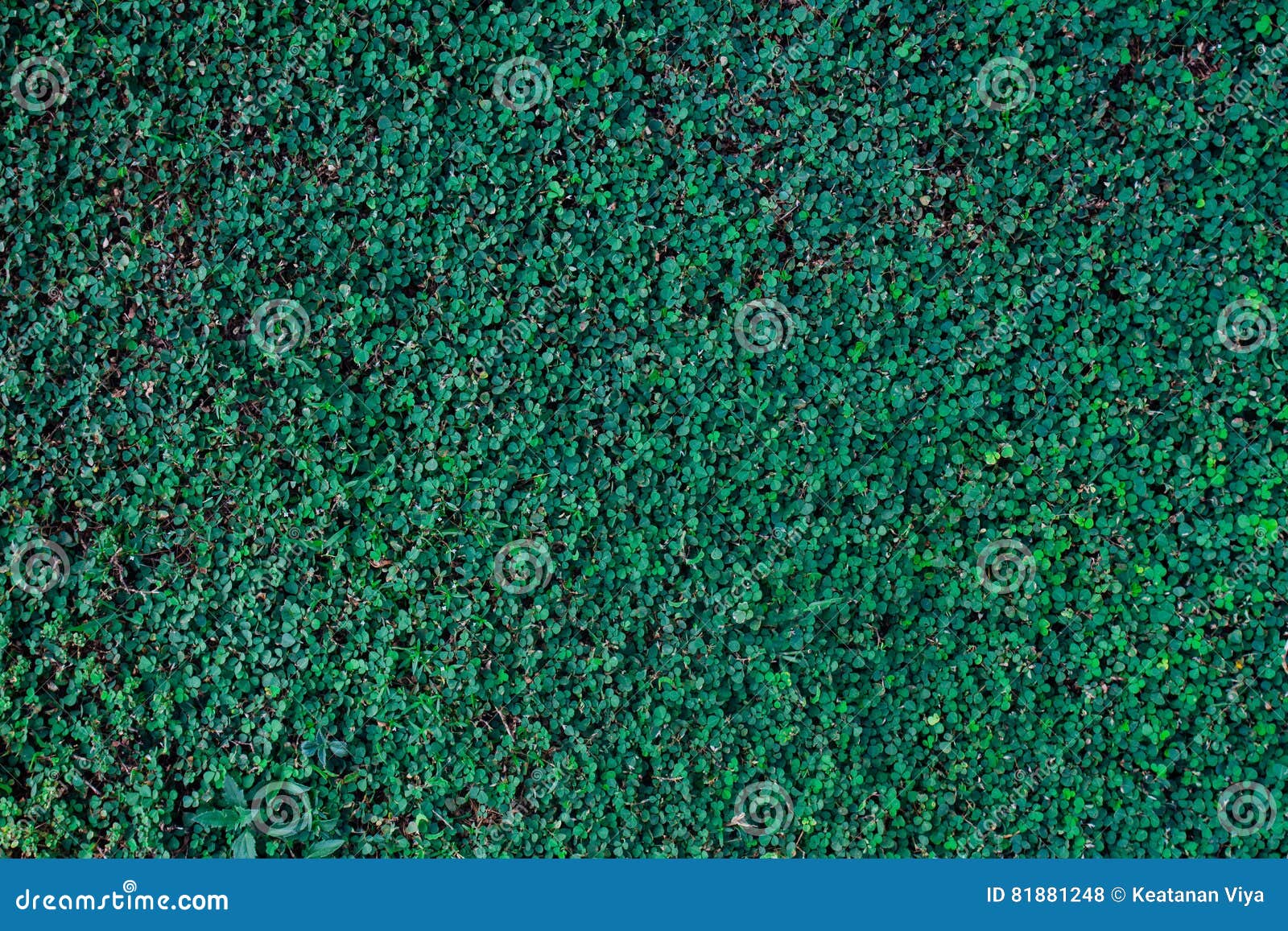 Groene Textuur Als Achtergrond, De Boom Van Het Aardblad Stock Foto ...