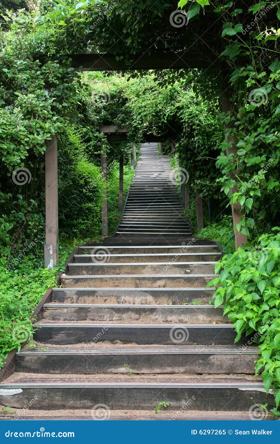 Groene Trap stock afbeelding. Image of korea, toneel, gebladerte - 6297265