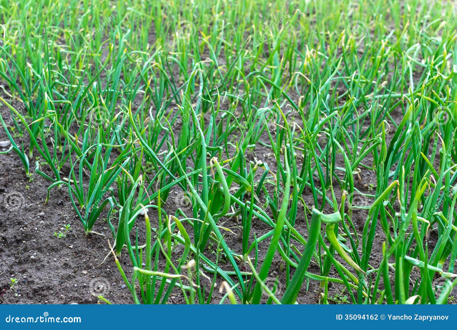 Groene ui stock foto. Image of gecultiveerd, versheid - 35094162