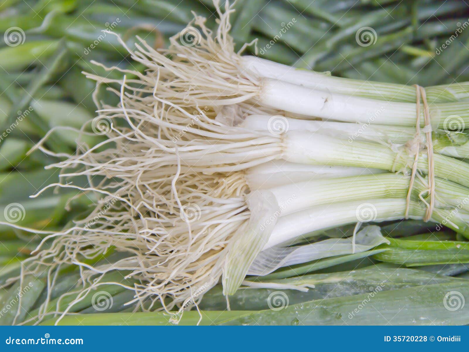 Groene ui stock foto. Image of kruidenierswinkels, groen - 35720228