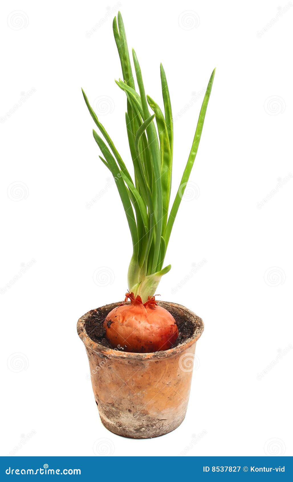 Groene ui stock afbeelding. Image of scherp, keuken, plantaardig - 8537827