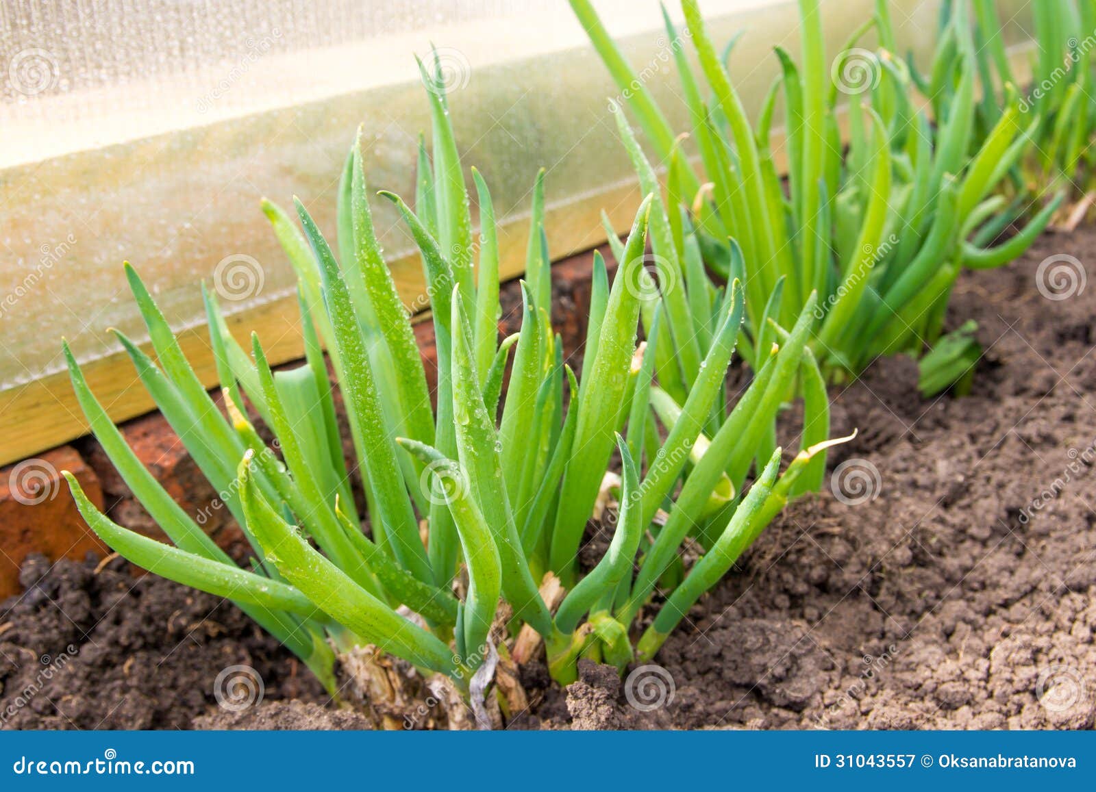 Groene ui op flard stock afbeelding. Image of bladeren - 31043557