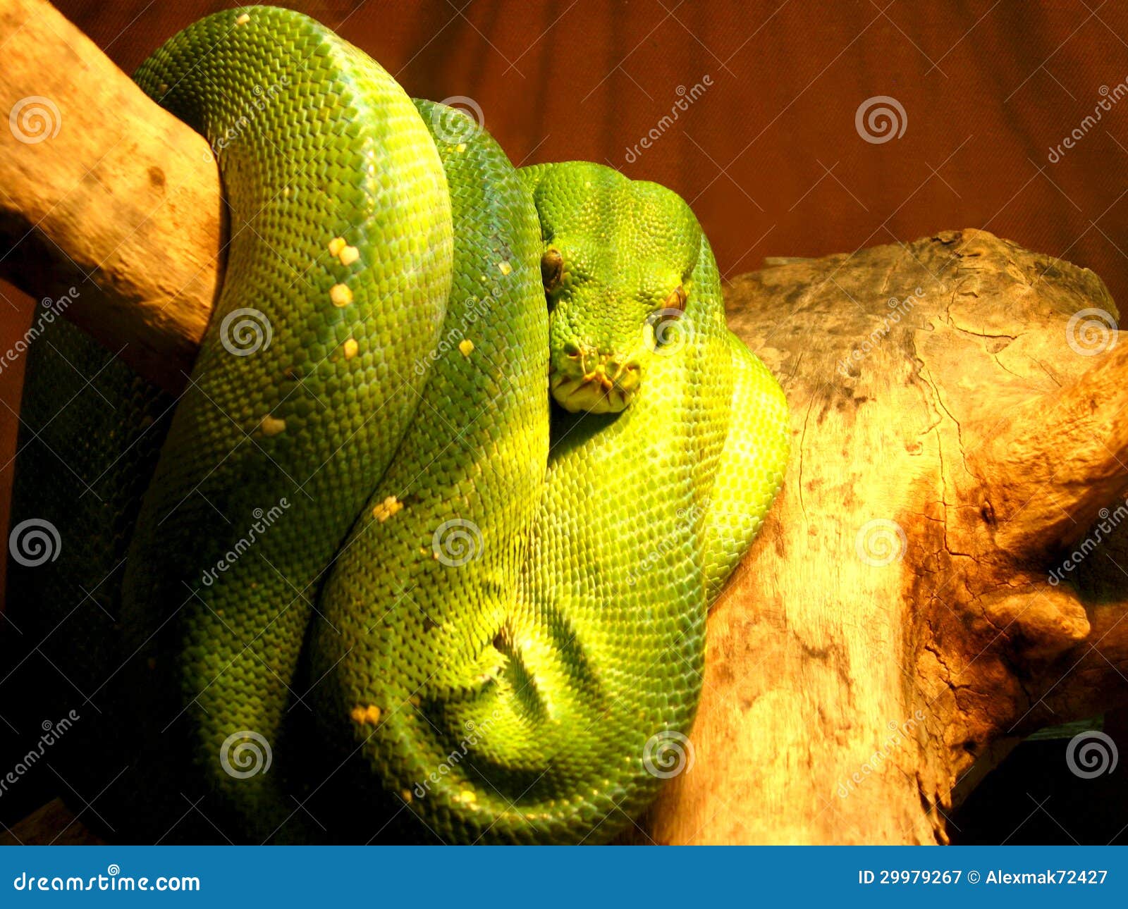 Groene Verborgen Boa Op De Tak Stock Afbeelding - Image of exotisch ...