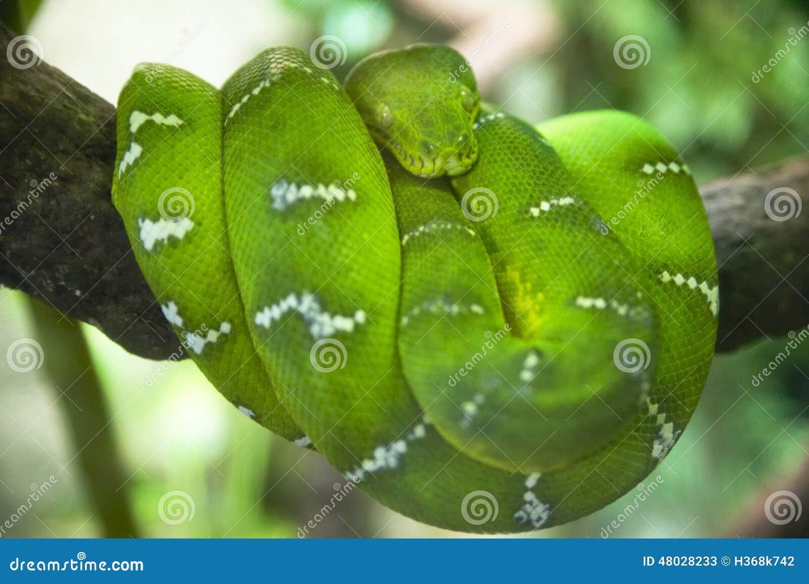 Groene Verpakte Slang in De Boom Stock Afbeelding - Image of exotisch ...
