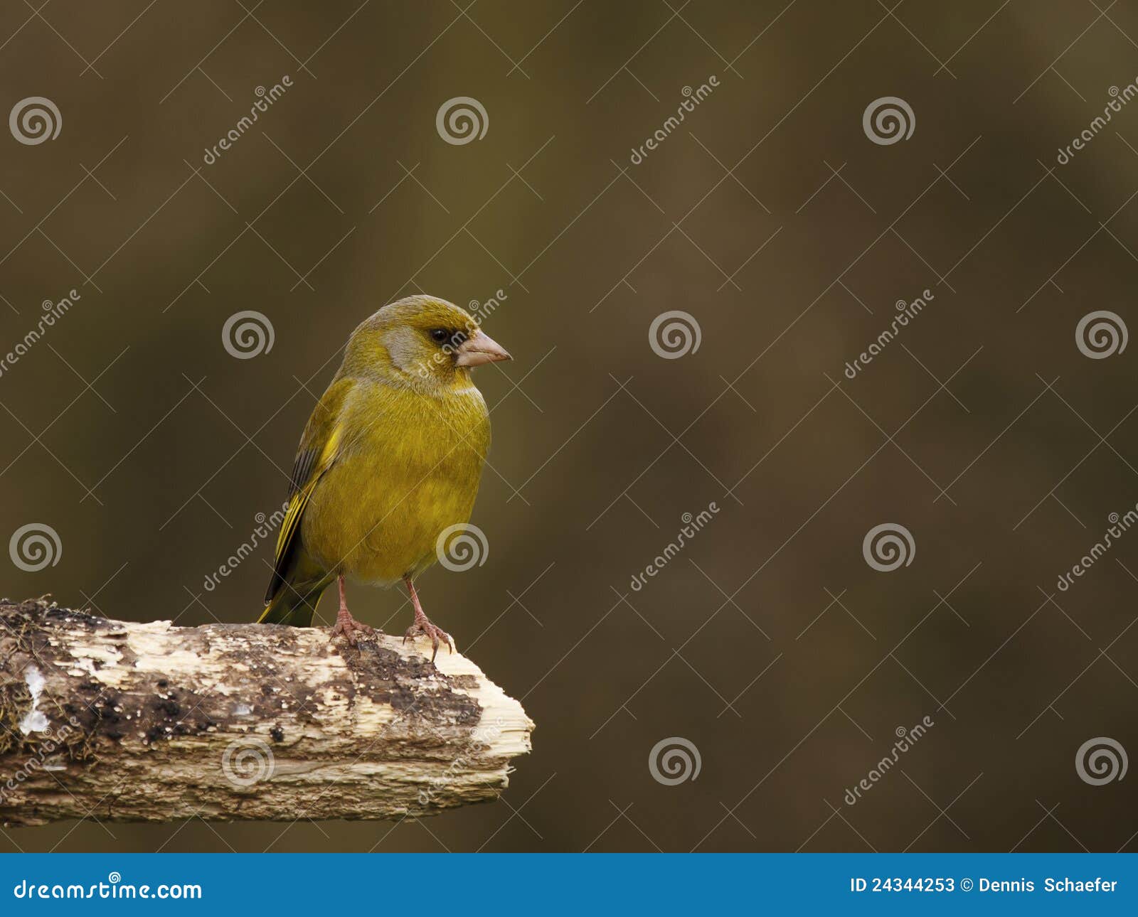 Groene Vink - Chloris Carduelis Stock Afbeelding - Image of ontwerp ...