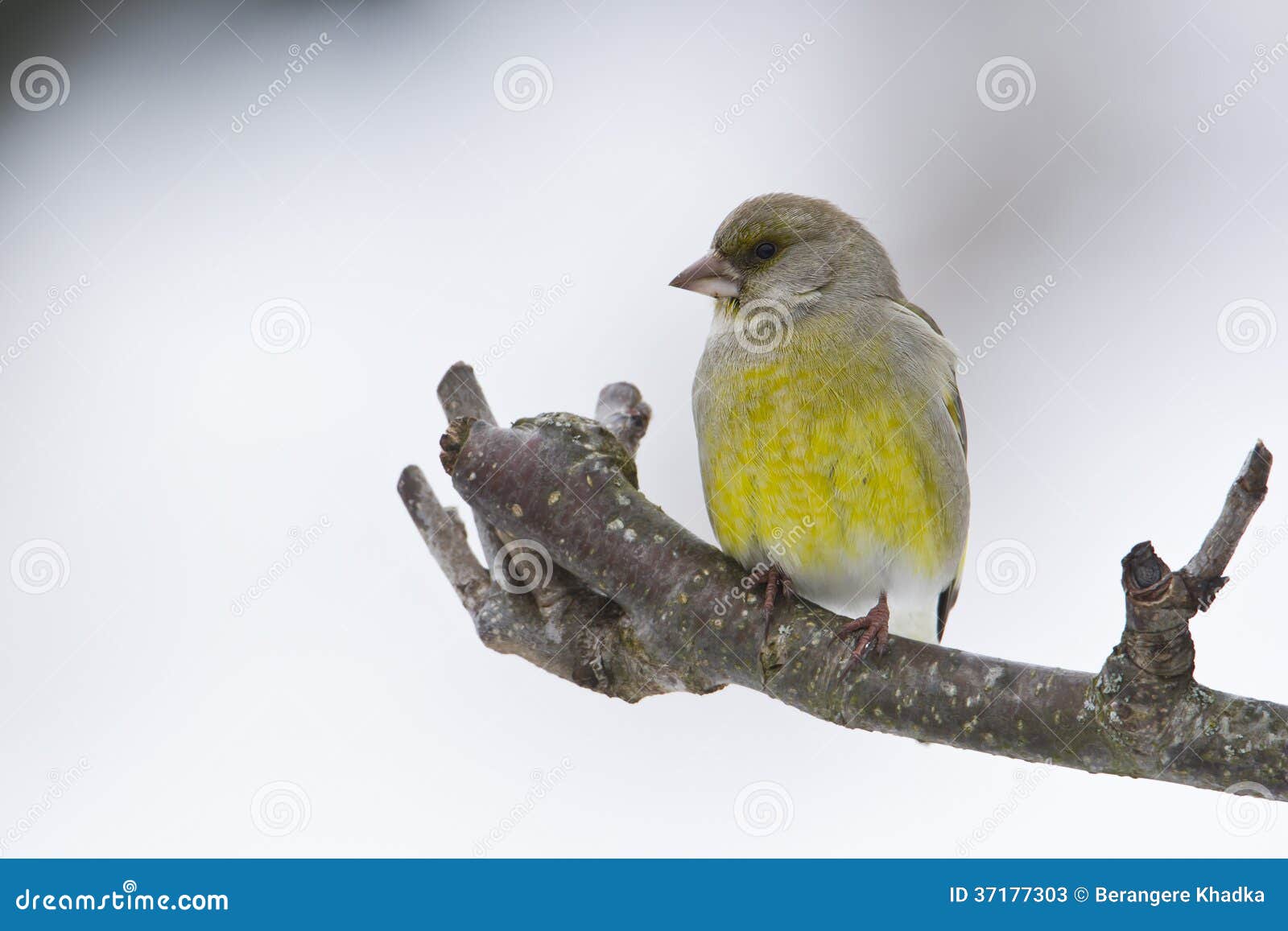 Groene Vink Op Een Dode Boom Stock Afbeelding - Image of winter ...