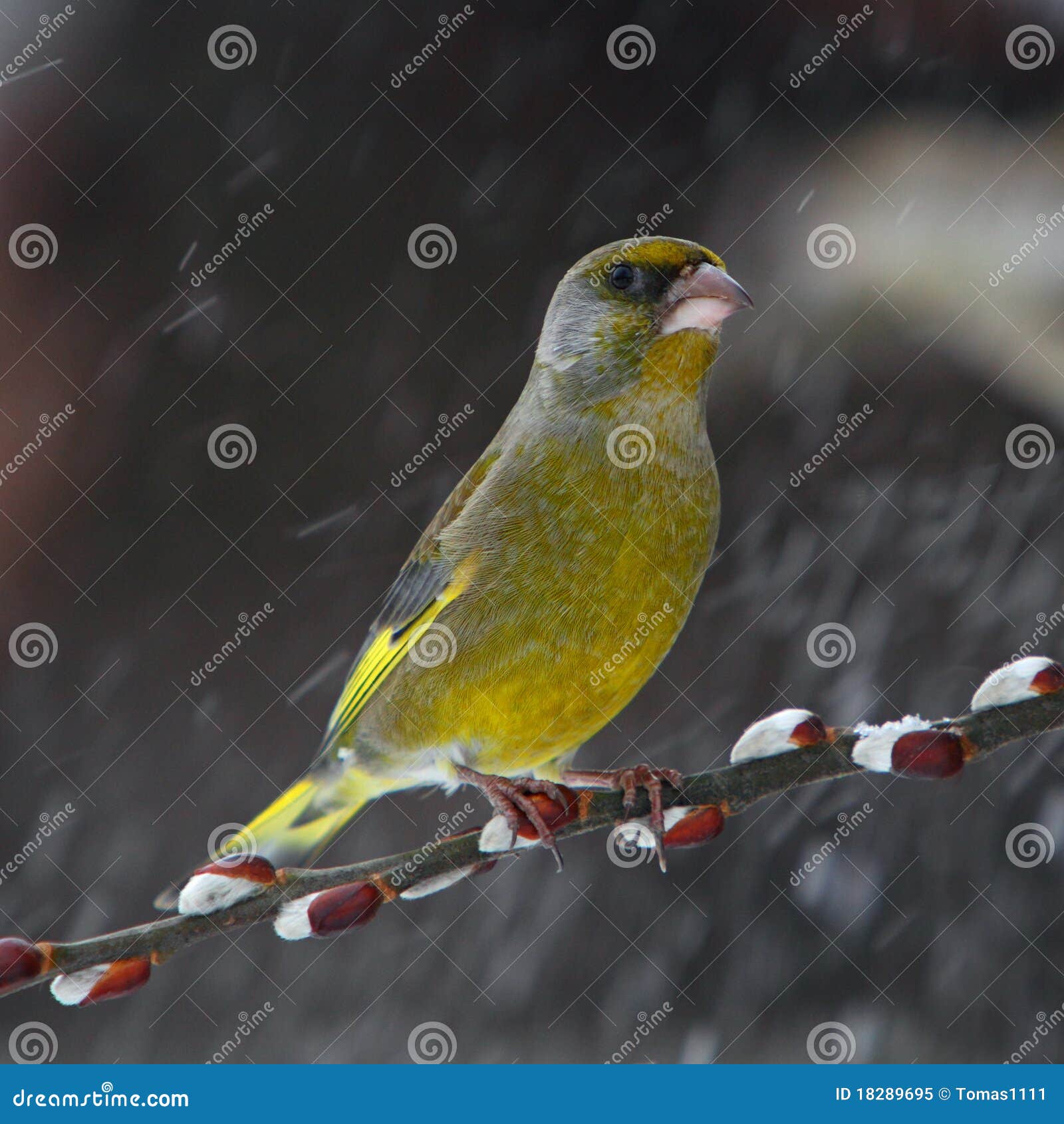 Groene vink in sneeuwval stock afbeelding. Image of vlieg - 18289695