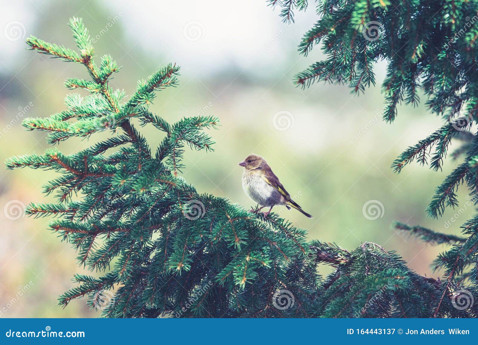 Groene Vink Zit in Een Boom Vogelconcept Stock Afbeelding - Image of ...
