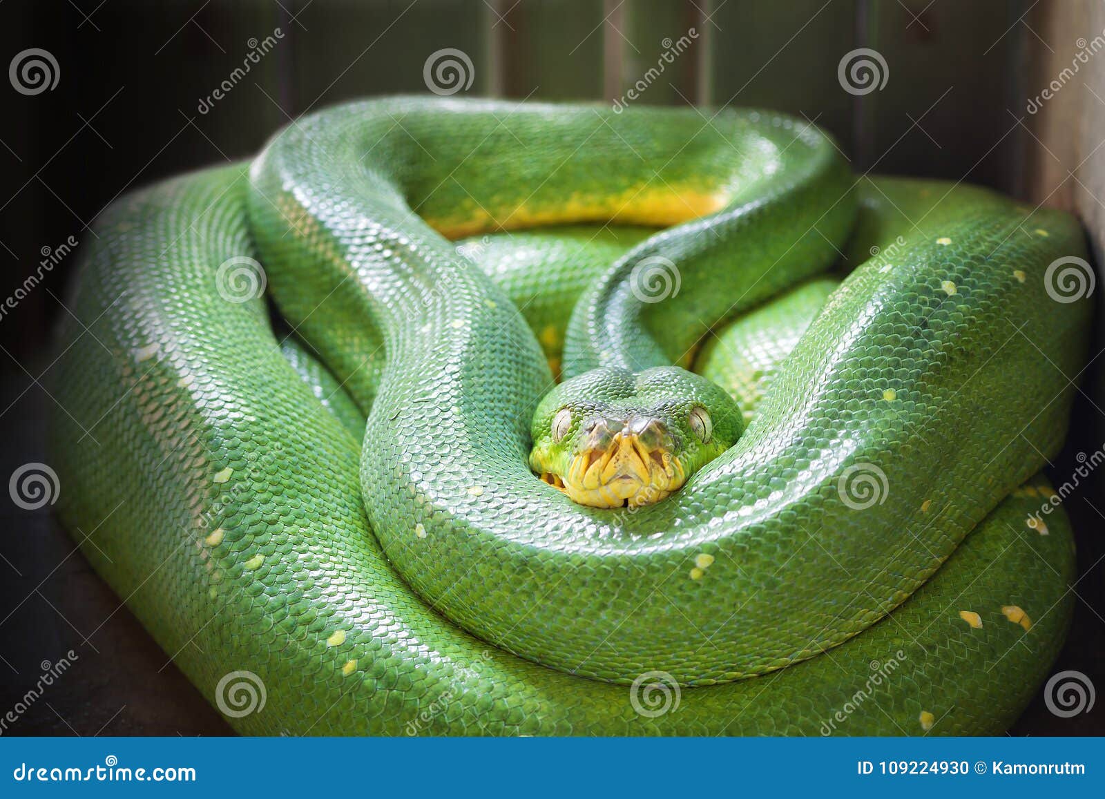 Groene Viridis Van Morelia Van De Boompython Stock Foto - Image of ...