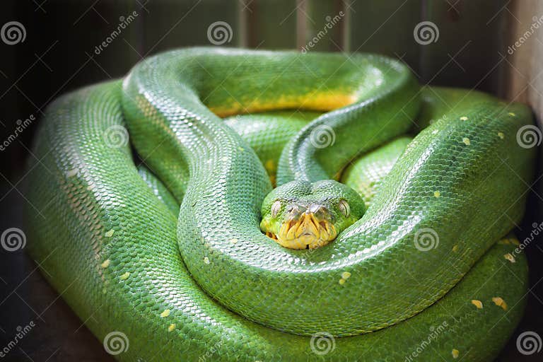 Groene Viridis Van Morelia Van De Boompython Stock Foto - Image of exotisch, schaal: 109224930