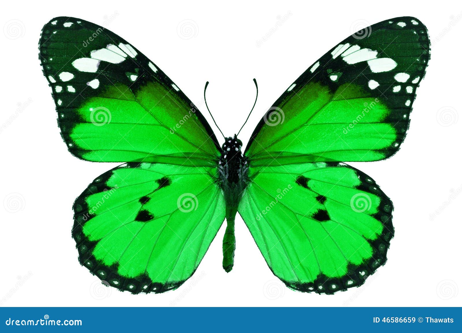 Groene vlinder stock afbeelding. Image of helder, tropisch - 46586659